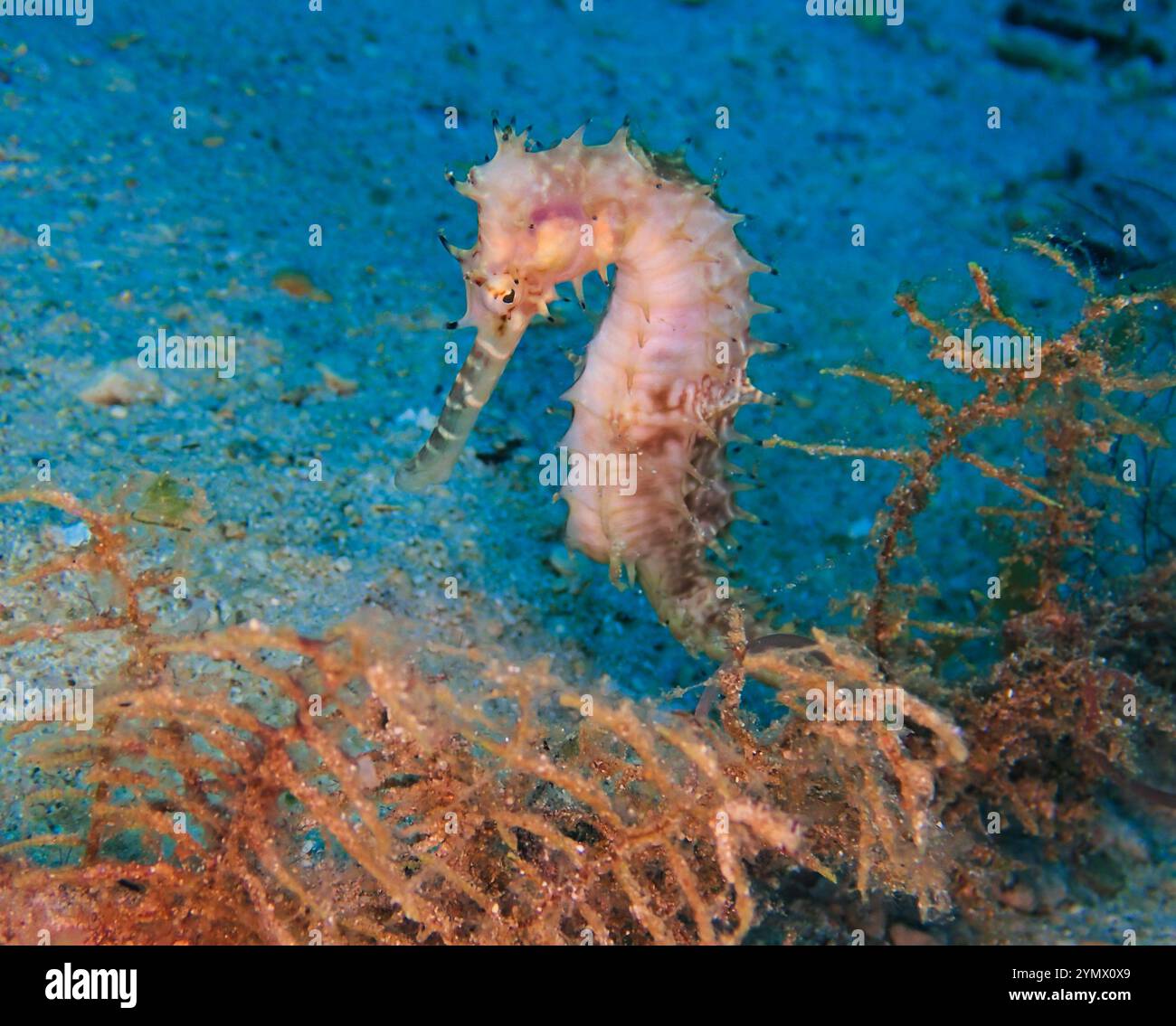 Seahorses, Hippocampe Deep Sea Exploration 2025. A seahorse is any of ...