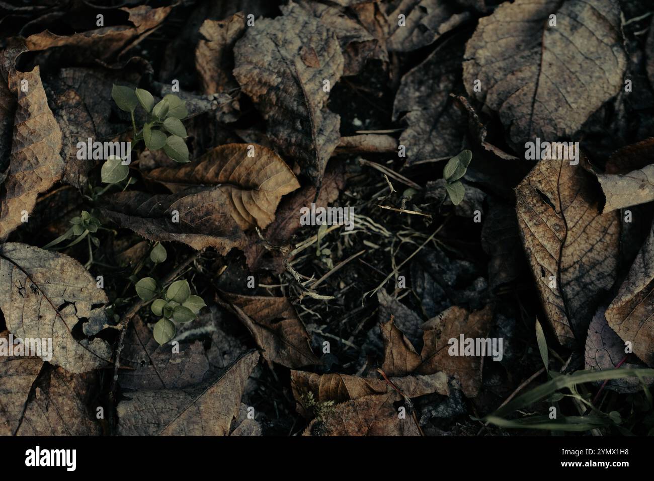 Illustrating detailed textures hi-res stock photography and images - Alamy