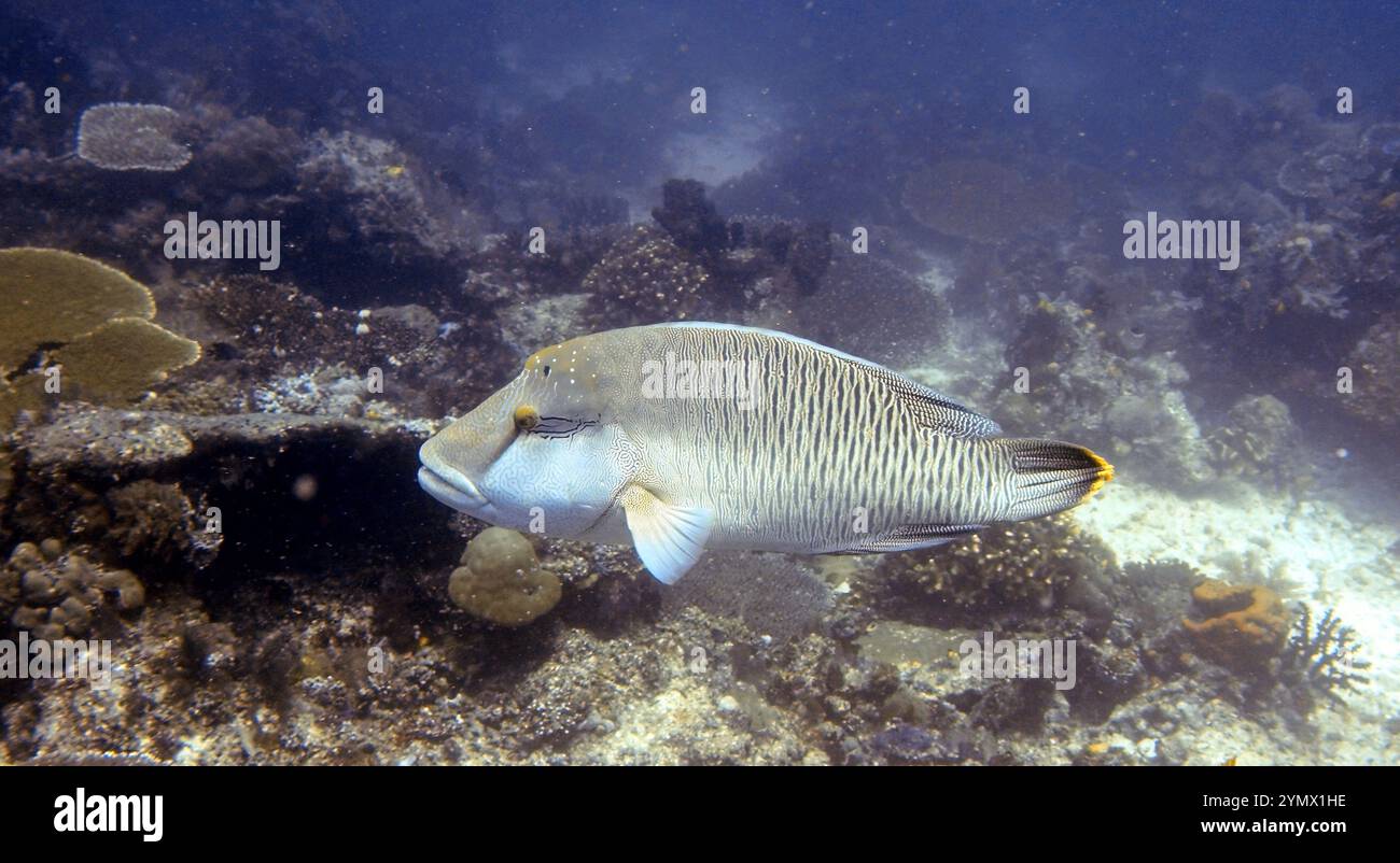 Wrasses Fish, Deep Sea Exploration 2025. The wrasses are a family ...