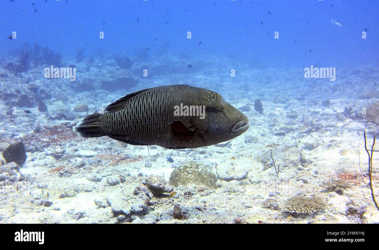 Wrasses Fish, Deep Sea Exploration 2025. The wrasses are a family ...