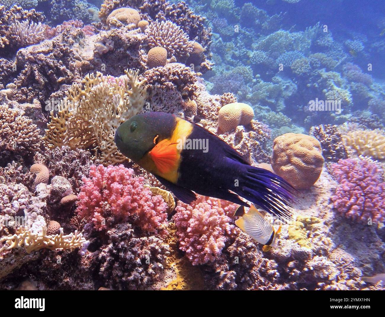 Wrasses Fish, Deep Sea Exploration 2025. The wrasses are a family ...