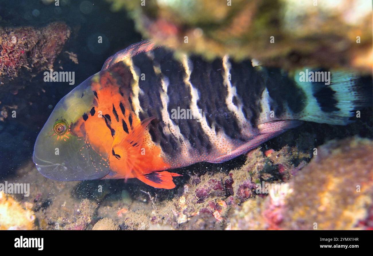 Wrasses Fish, Deep Sea Exploration 2025. The wrasses are a family ...