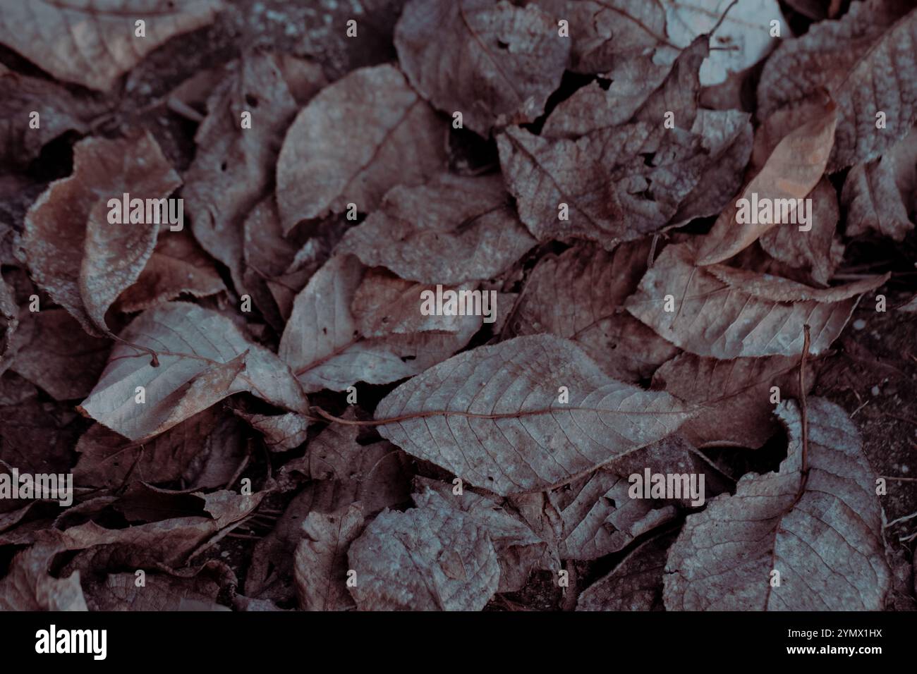 Featuring detailed leaves hi-res stock photography and images - Alamy