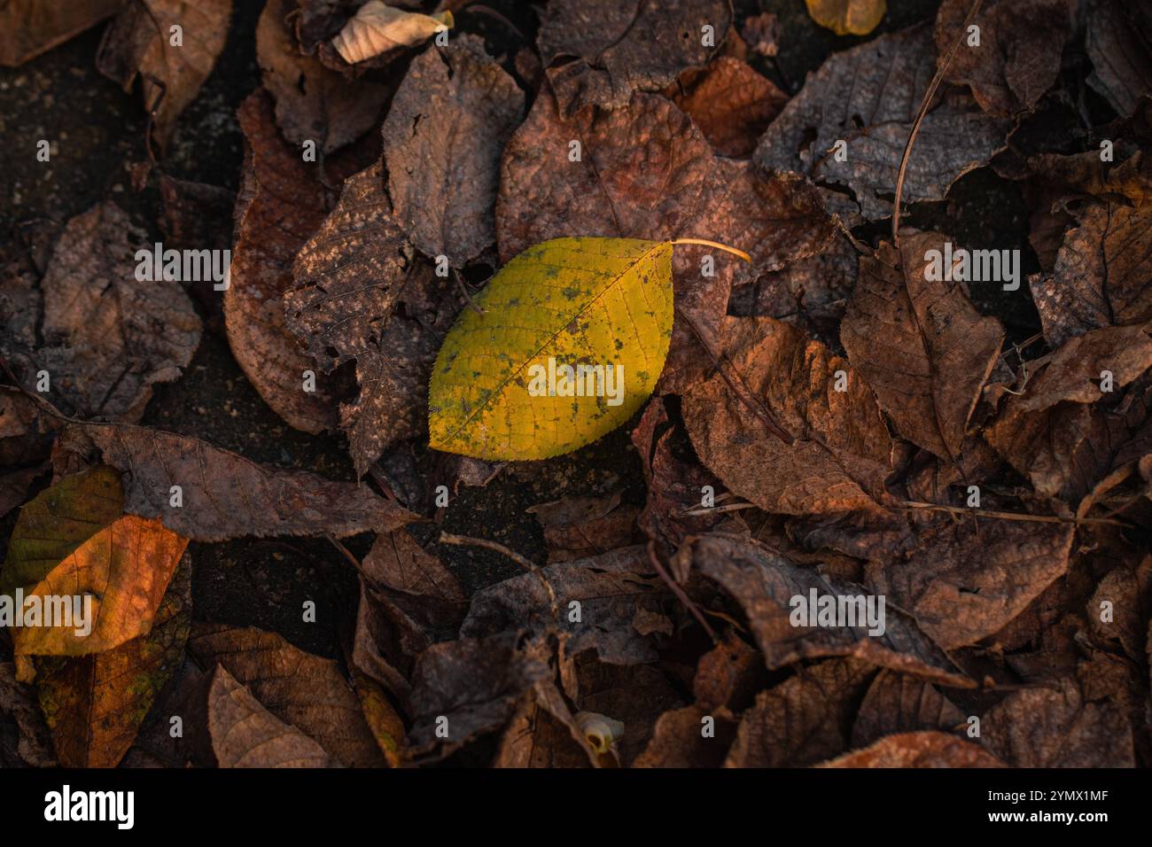 Illustrating intricate textures hi-res stock photography and images - Alamy