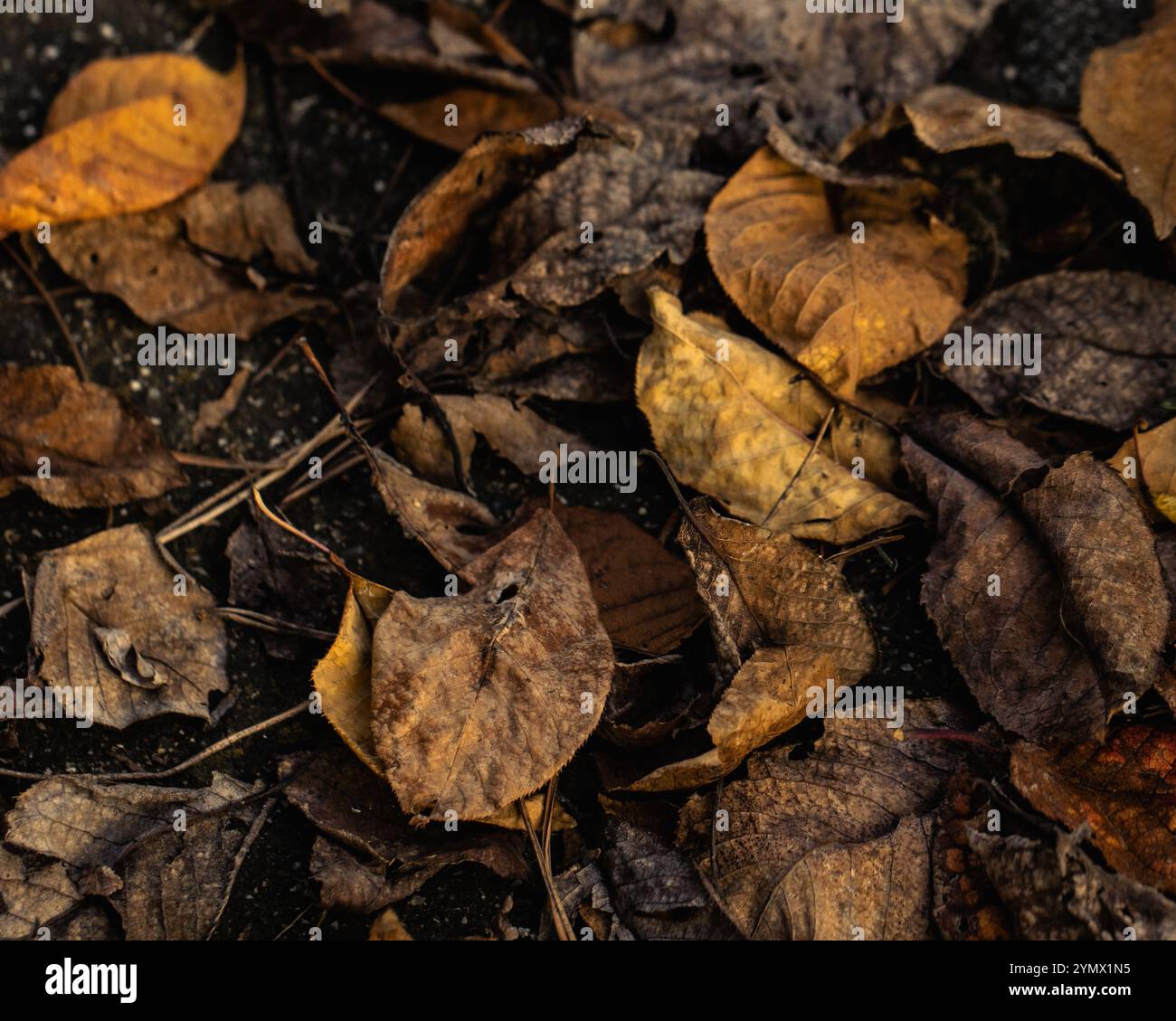 Autumn leaves scattered across a forest floor, showcasing a rich ...