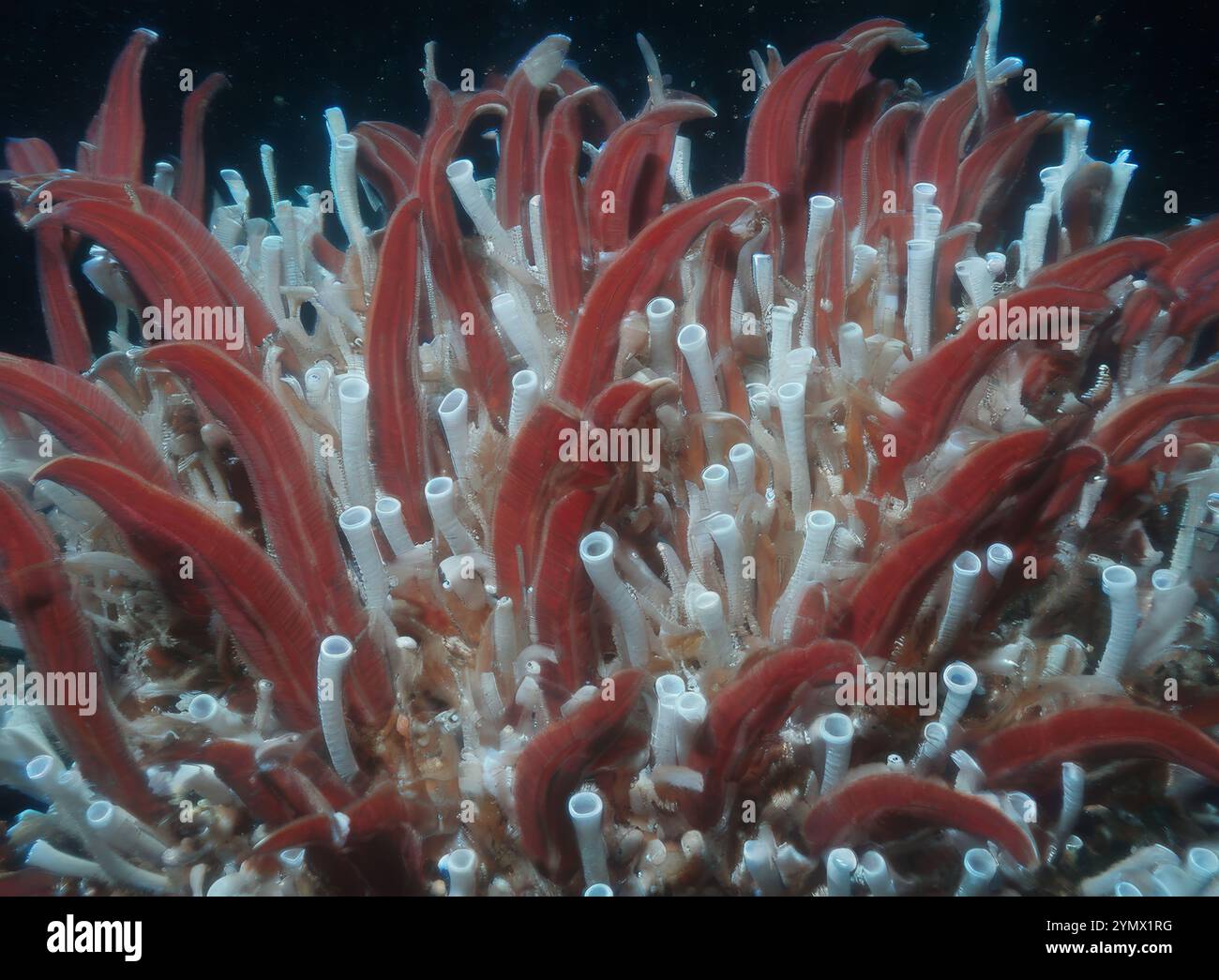 Giant tube worm hi-res stock photography and images - Alamy