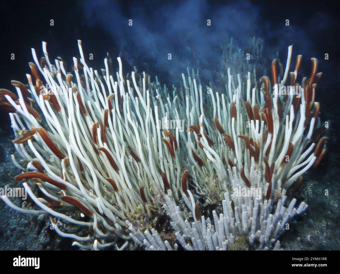 Giant Tube Worms Riftia pachyptila Siboglinidae in Hydrothermal vent ...