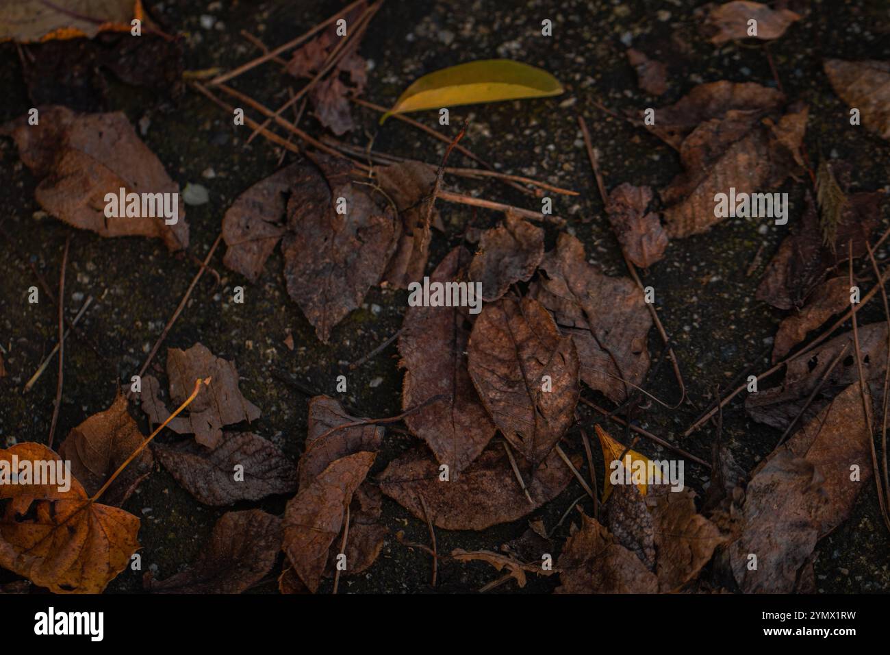 Featuring detailed leaves hi-res stock photography and images - Alamy