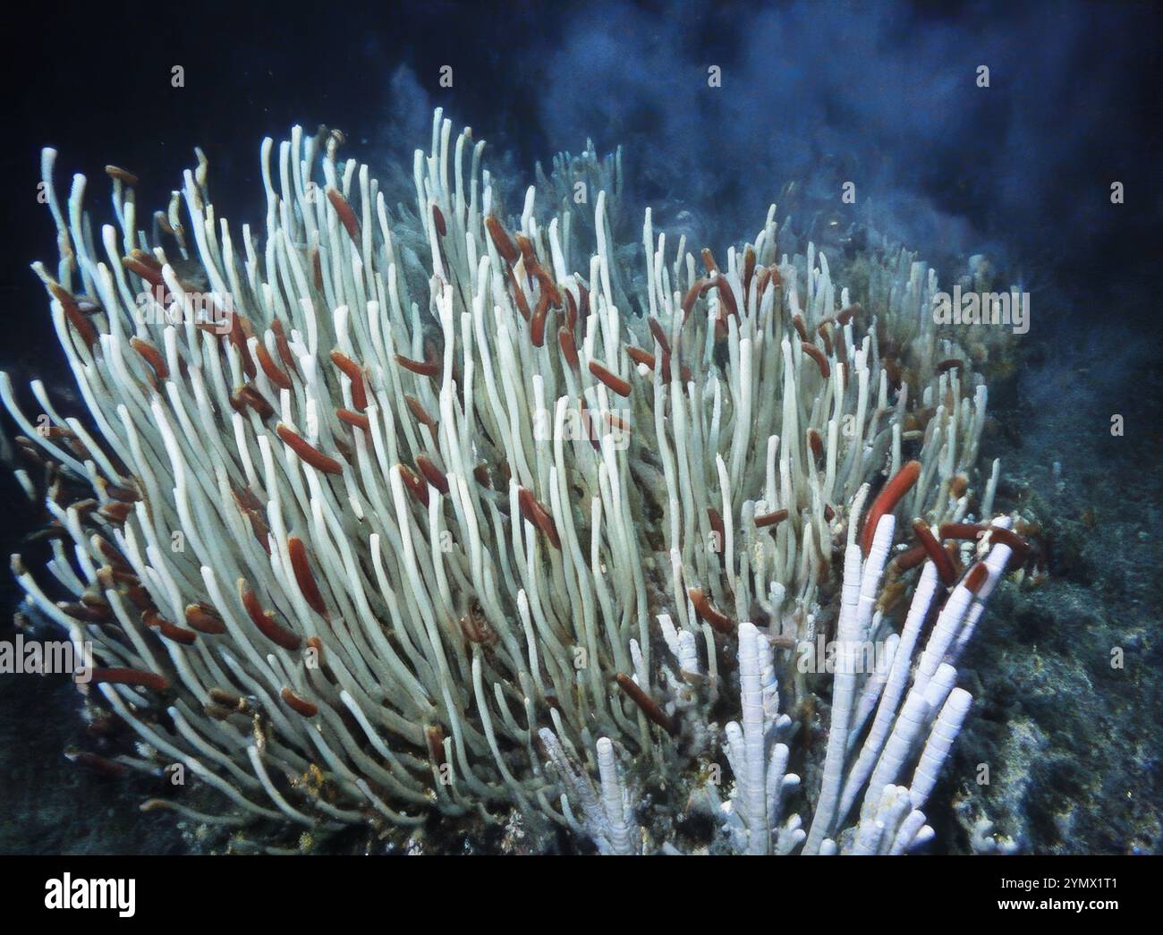 Giant Tube Worms Riftia pachyptila Siboglinidae in Hydrothermal vent ...