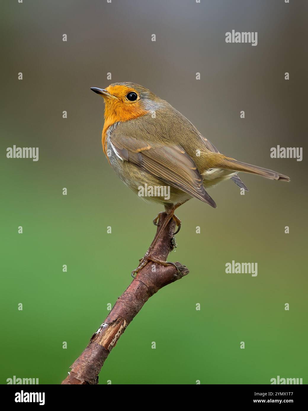Robin flying summer hi-res stock photography and images - Alamy