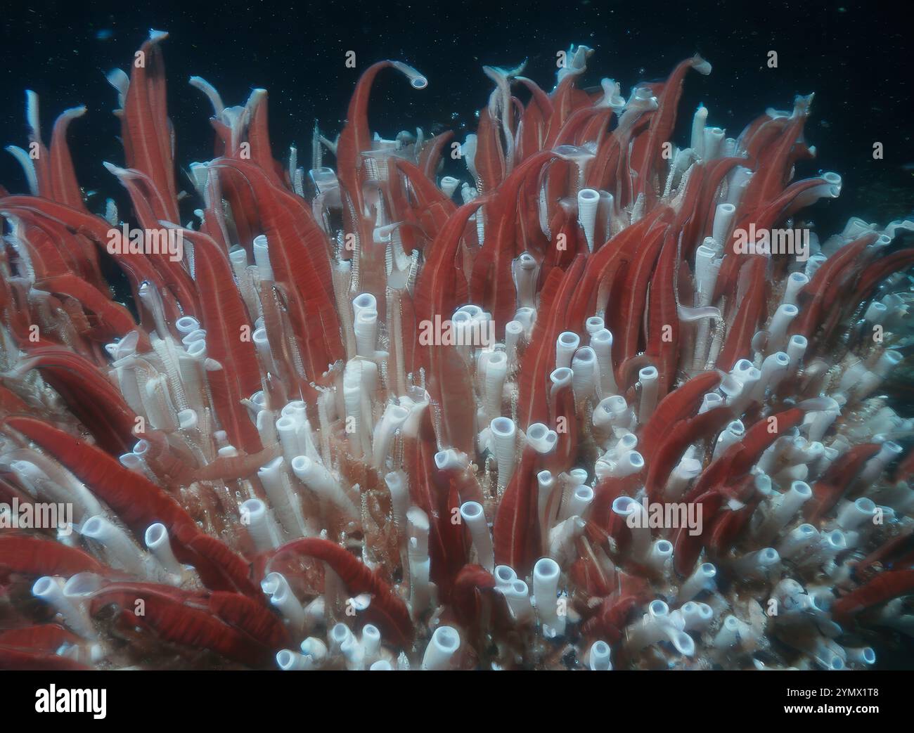 Giant Tube Worms Riftia pachyptila Siboglinidae in Hydrothermal vent ...