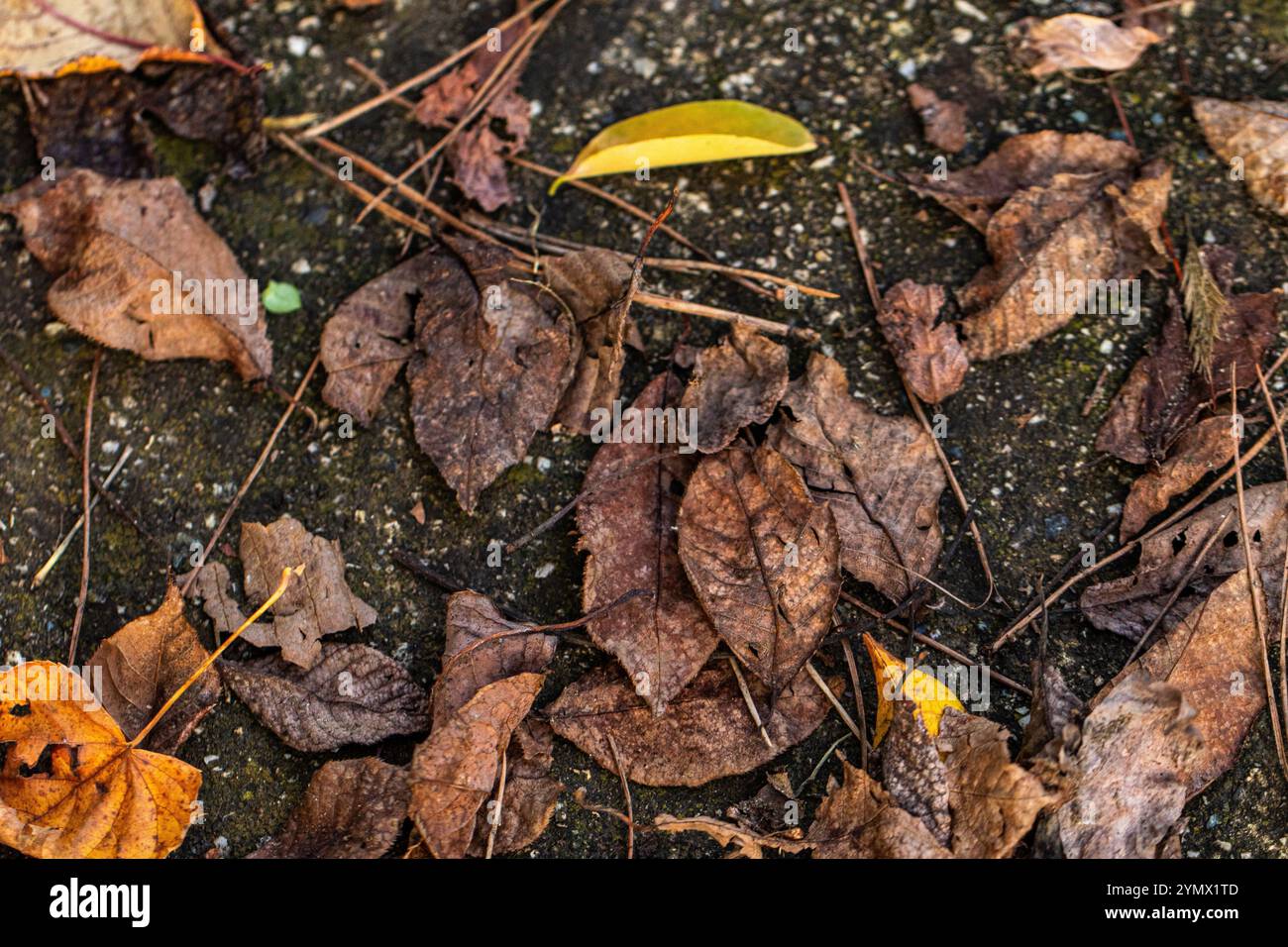 Stages of decomposition hi-res stock photography and images - Alamy