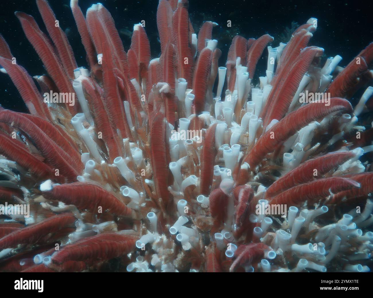 Giant Tube Worm, Riftia pachyptila in Deep Sea Hydrothermal Vents Mid ...