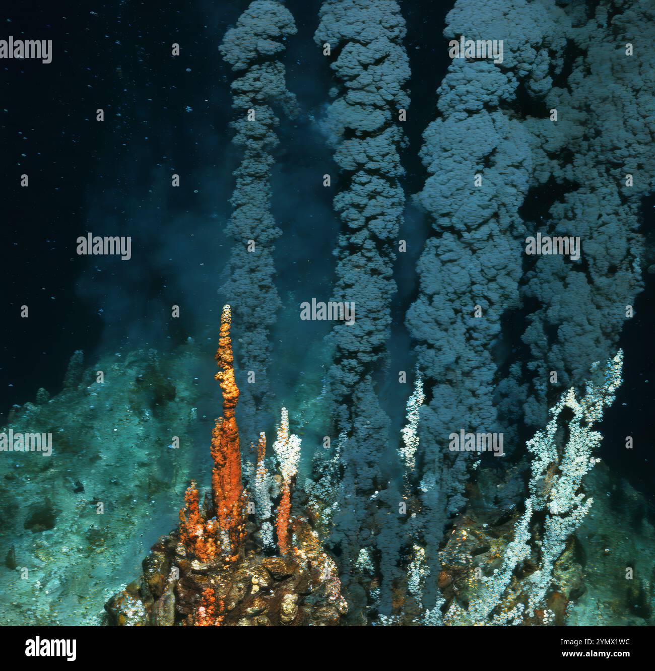 Hydrothermal vents in pacific ocean deep sea exploration 2025 ...