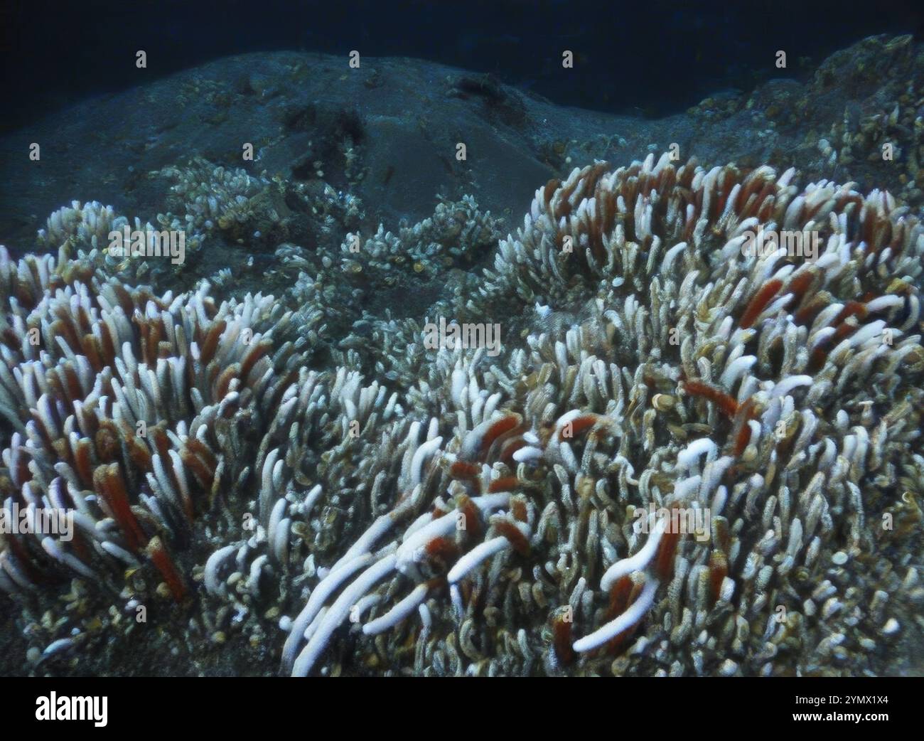 Siboglinidae hi-res stock photography and images - Alamy