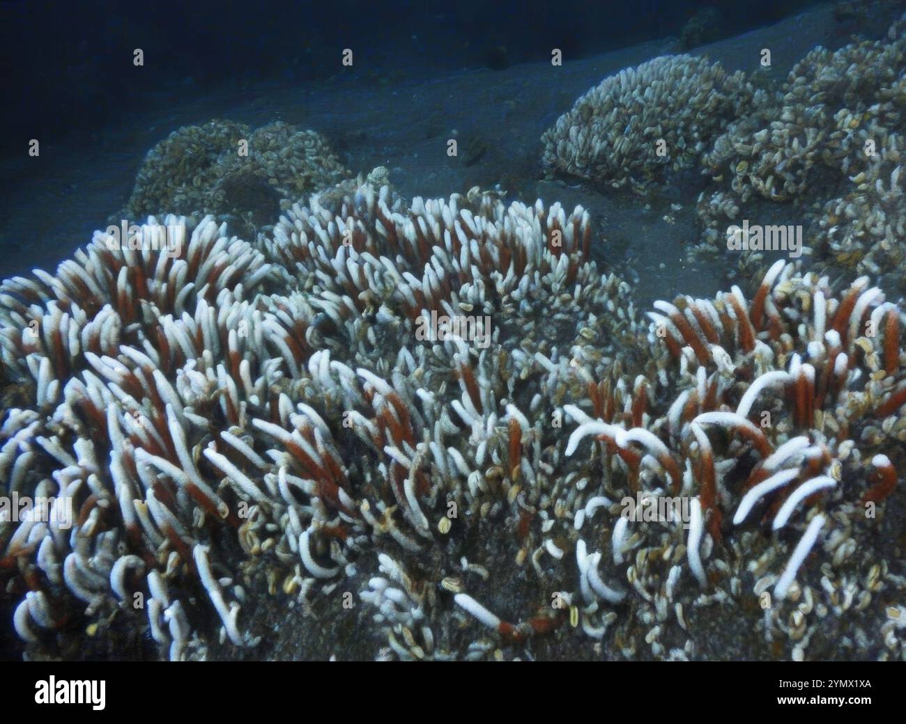 Giant Tube Worms Riftia pachyptila Siboglinidae in Hydrothermal vent ...