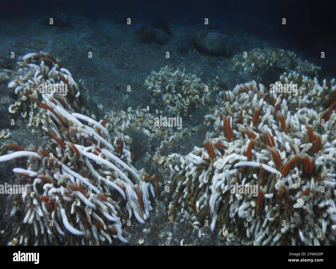 Giant Tube Worm, Riftia pachyptila in Deep Sea Hydrothermal Vents Mid ...