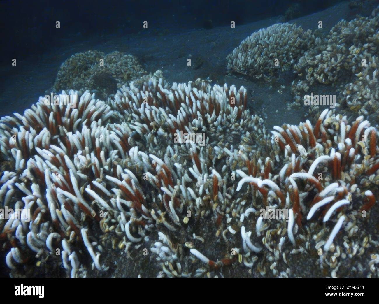 Giant Tube Worm, Riftia pachyptila in Deep Sea Hydrothermal Vents Mid ...