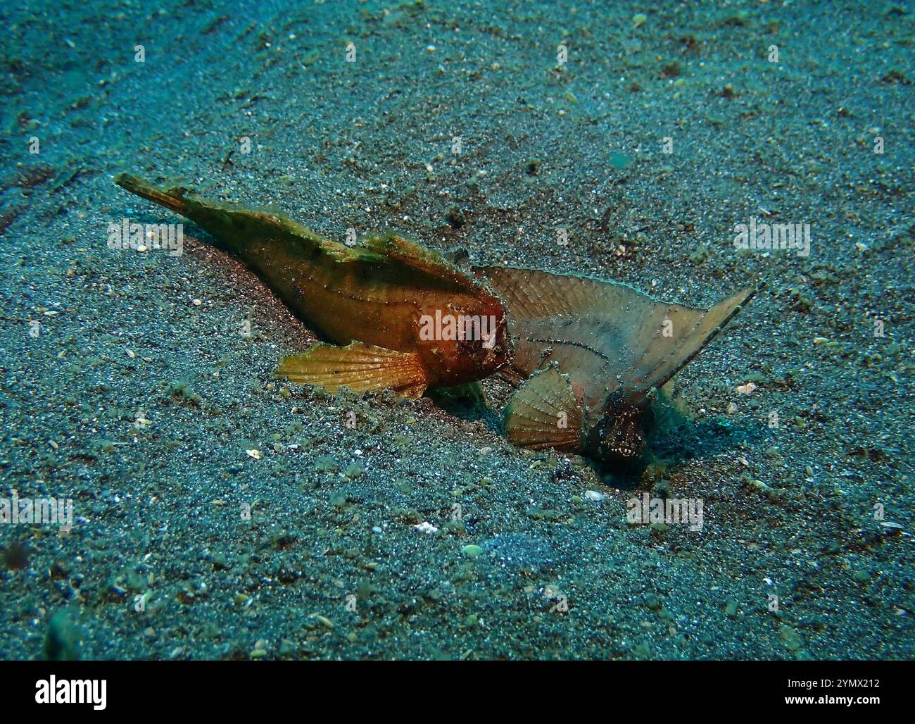 Lionfish, Pterois Deep Sea Exploration 2025. Pterois is a genus of ...