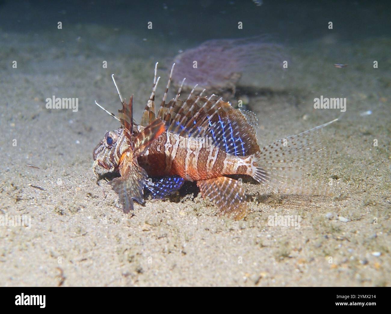 Lionfish, Pterois Deep Sea Exploration 2025. Pterois is a genus of ...