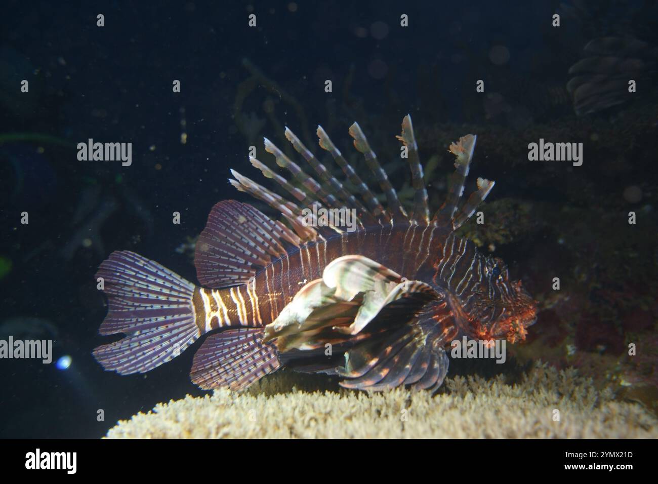 Lionfish, Pterois Deep Sea Exploration 2025. Pterois is a genus of ...