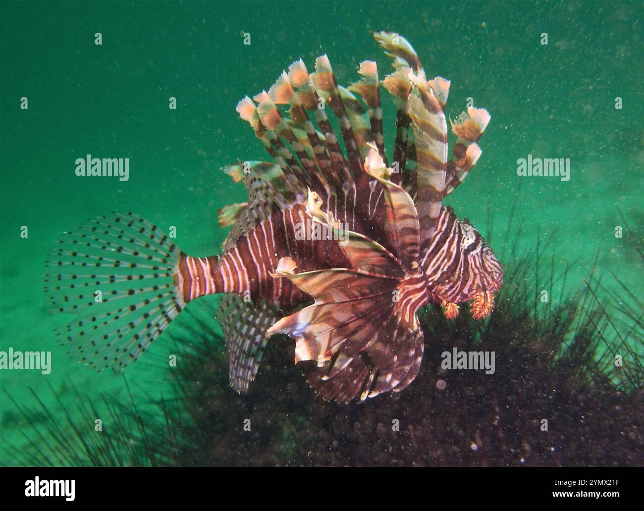 Lionfish, Pterois Deep Sea Exploration 2025. Pterois is a genus of ...