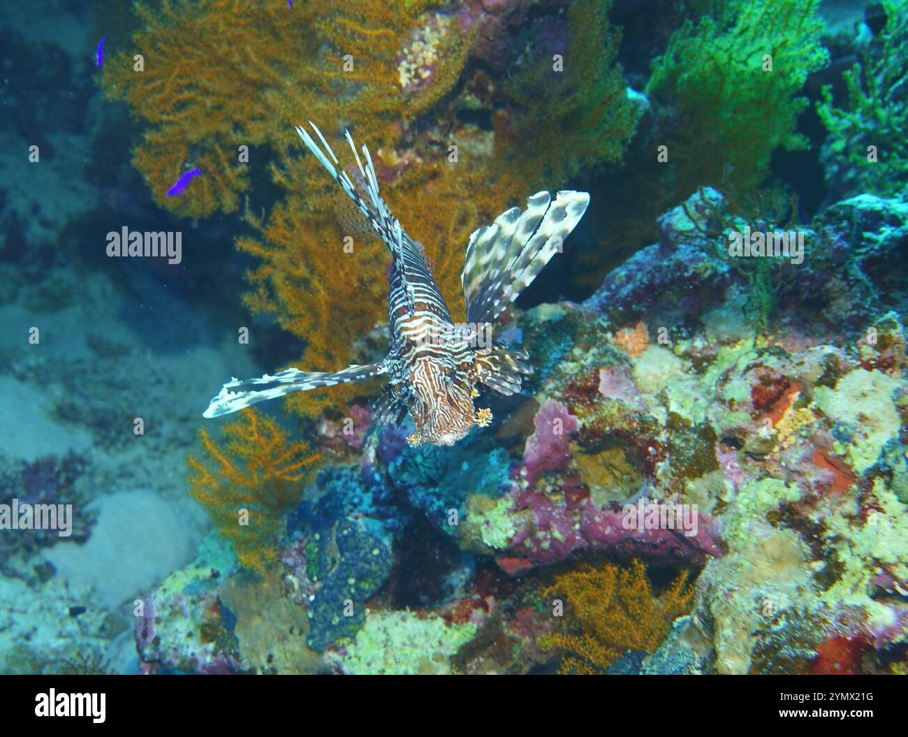 Lionfish, Pterois Deep Sea Exploration 2025. Pterois is a genus of ...