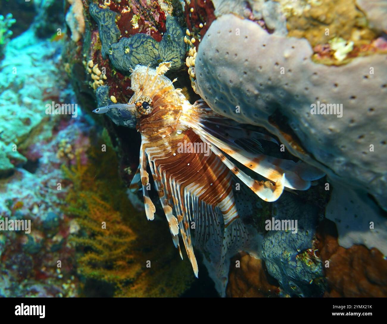 Lionfish, Pterois Deep Sea Exploration 2025. Pterois is a genus of ...