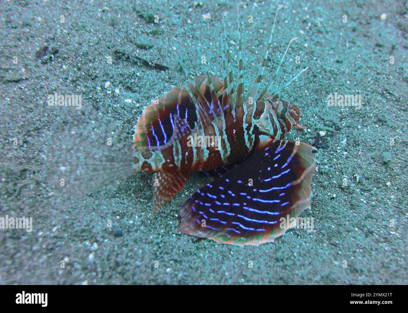 Lionfish, Pterois Deep Sea Exploration 2025. Pterois is a genus of ...