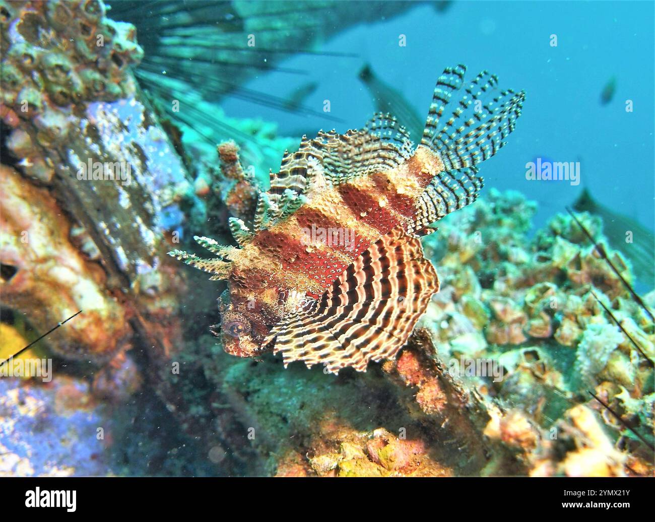 Lionfish, Pterois Deep Sea Exploration 2025. Pterois is a genus of ...