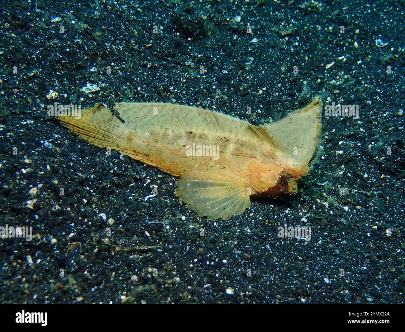 Lionfish, Pterois Deep Sea Exploration 2025. Pterois is a genus of ...