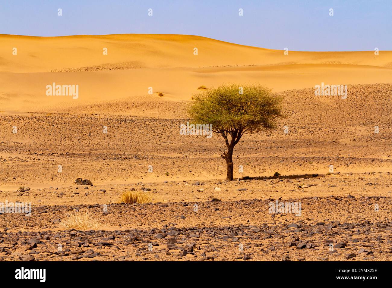 Plants in the Sahara desert. A lone acacia tree (Acacia tortilis ...