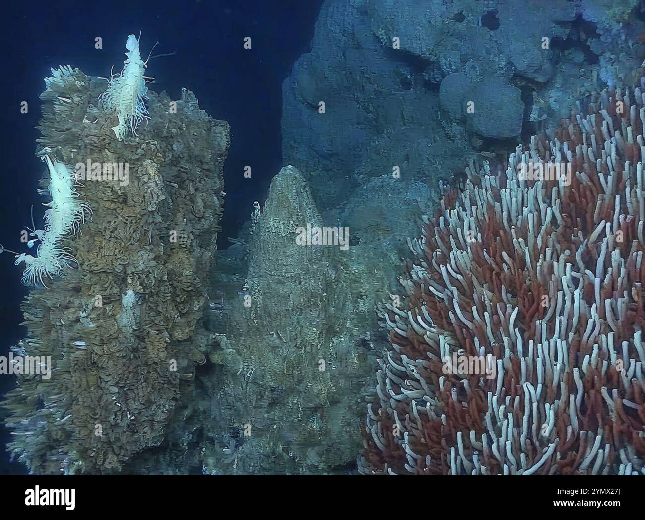 Giant Tube Worms Riftia pachyptila Siboglinidae in Hydrothermal vent ...