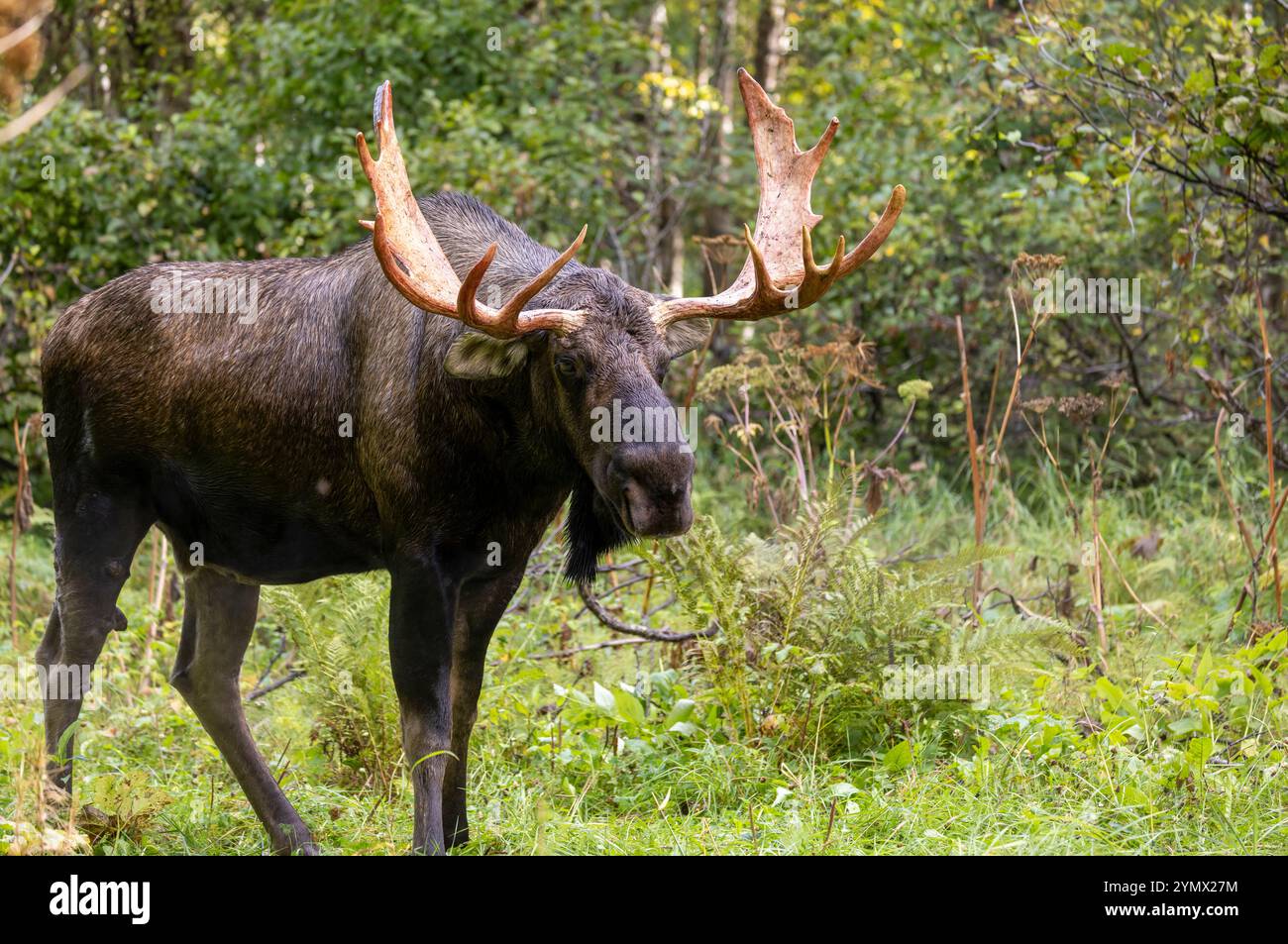 Bull Alaska Yukon Moose in Ealry Autumn in Alaska Stock Photo - Alamy