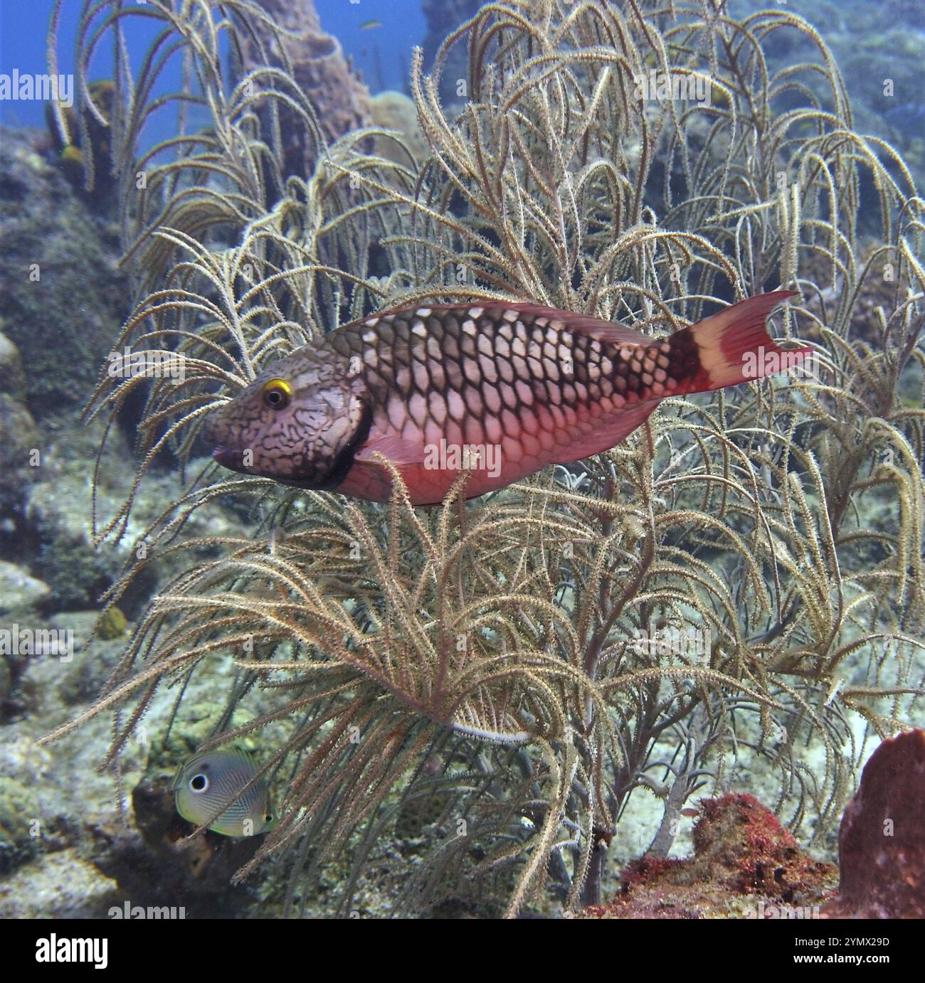 Parrotfish, Deep Sea Exploration 2025. Parrotfish are a group of fish ...