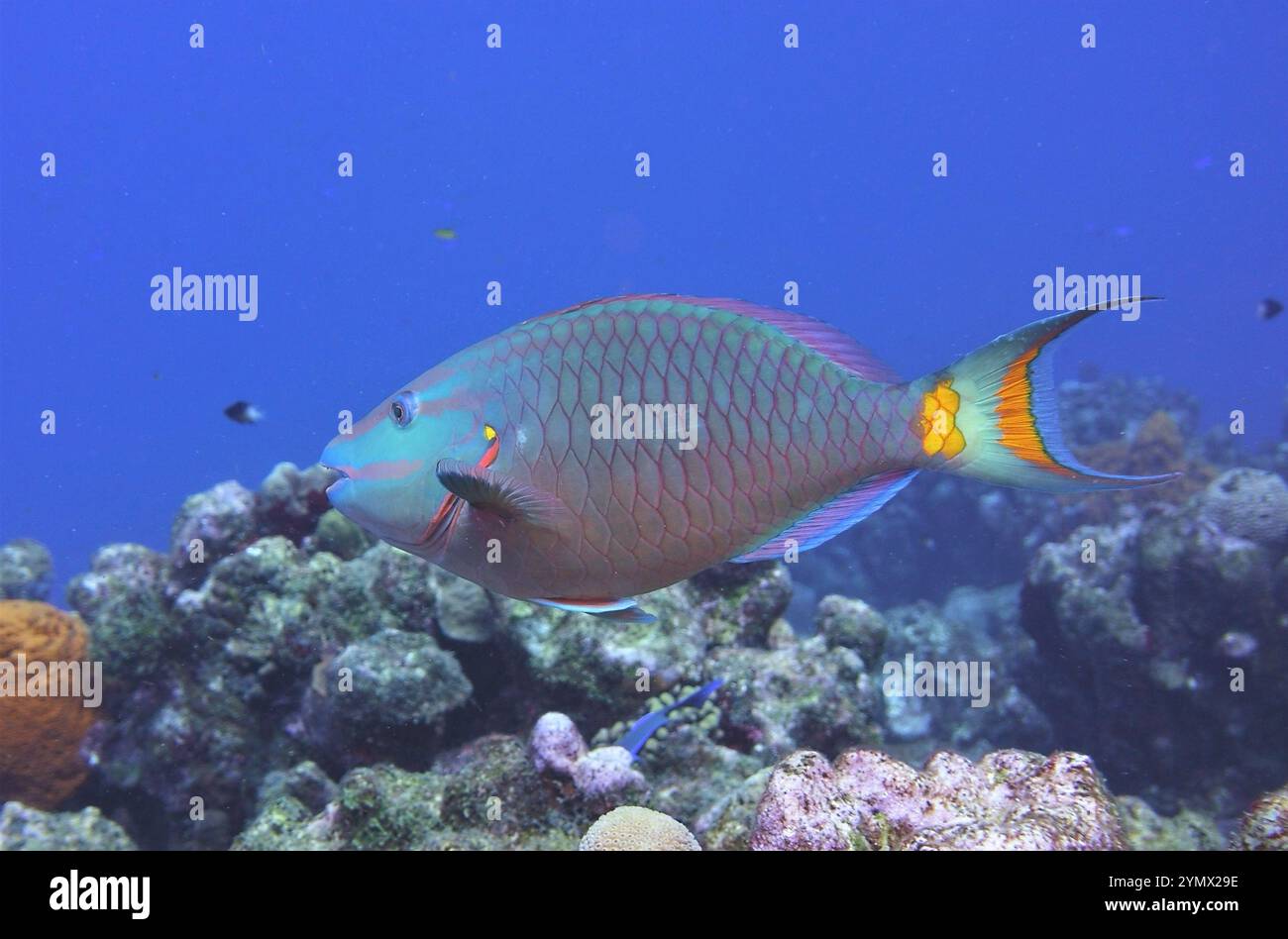 Parrotfish, Deep Sea Exploration 2025. Parrotfish are a group of fish ...