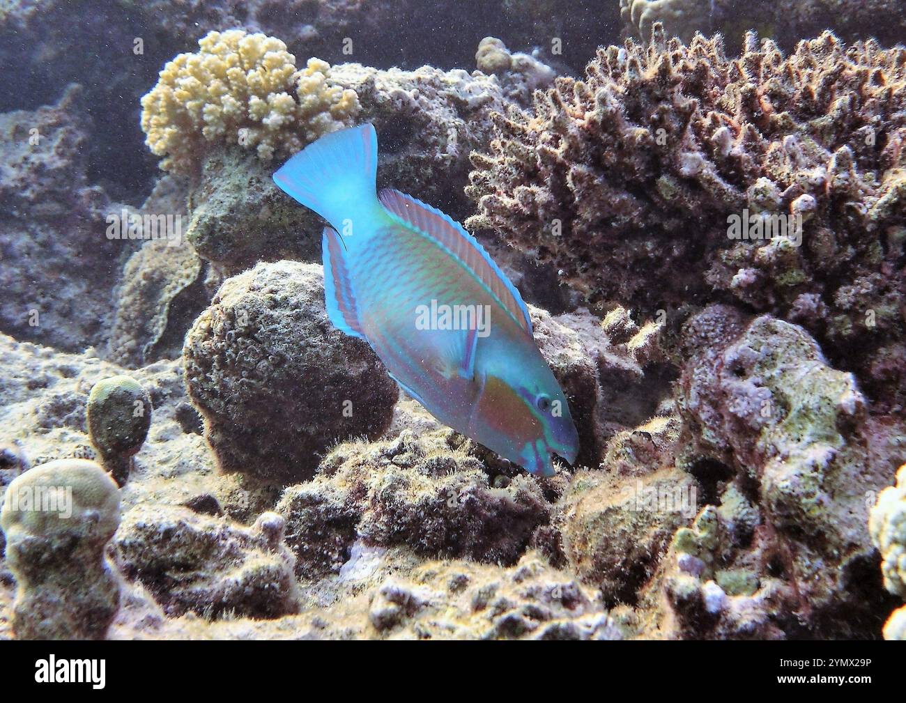 Parrotfish, Deep Sea Exploration 2025. Parrotfish are a group of fish ...