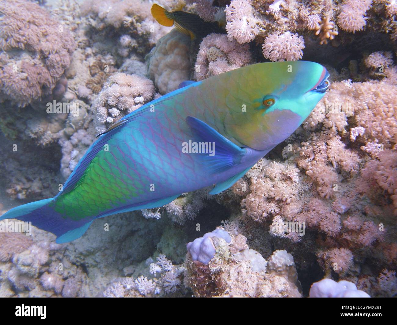 Parrotfish, Deep Sea Exploration 2025. Parrotfish are a group of fish ...