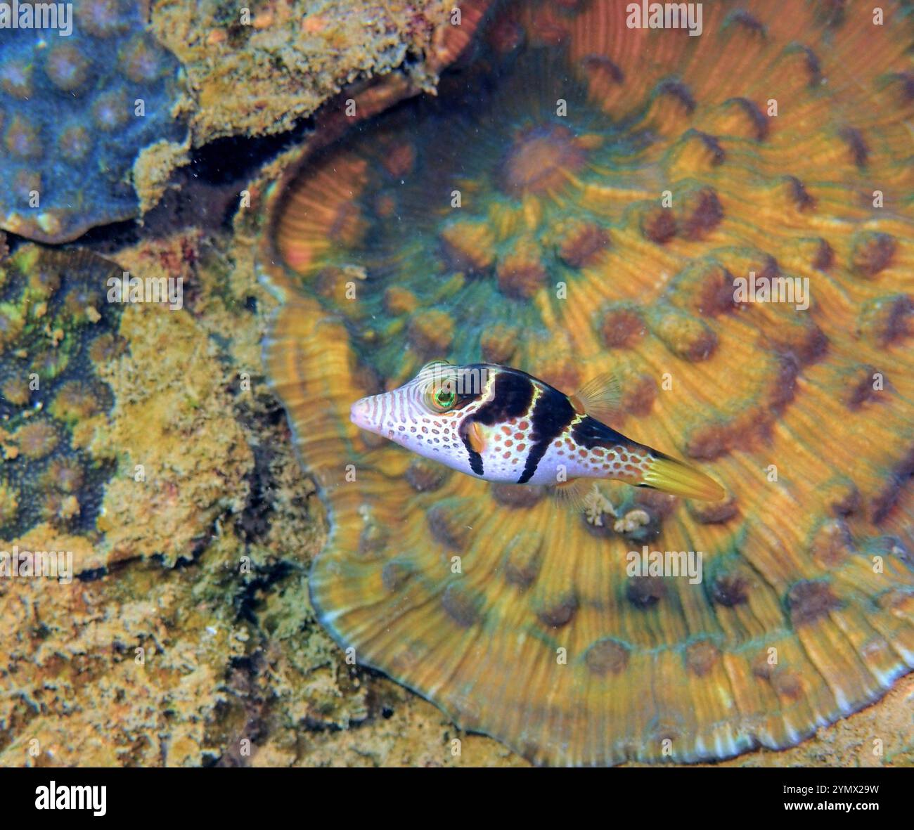 Smooth trunkfish, Spotted trunkfish, Deep Sea Exploration 2025. The spotted trunkfish ...