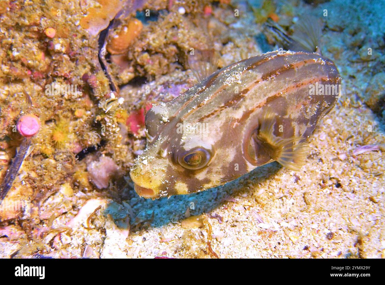 Pufferfish, Tetraodontidae Deep Sea Exploration 2025 Stock Photo - Alamy