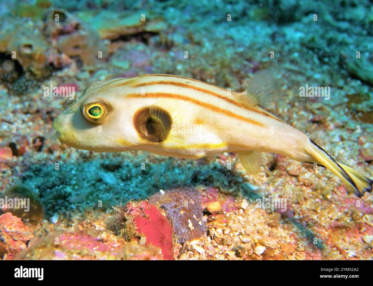Pufferfish, Tetraodontidae Deep Sea Exploration 2025 Stock Photo - Alamy
