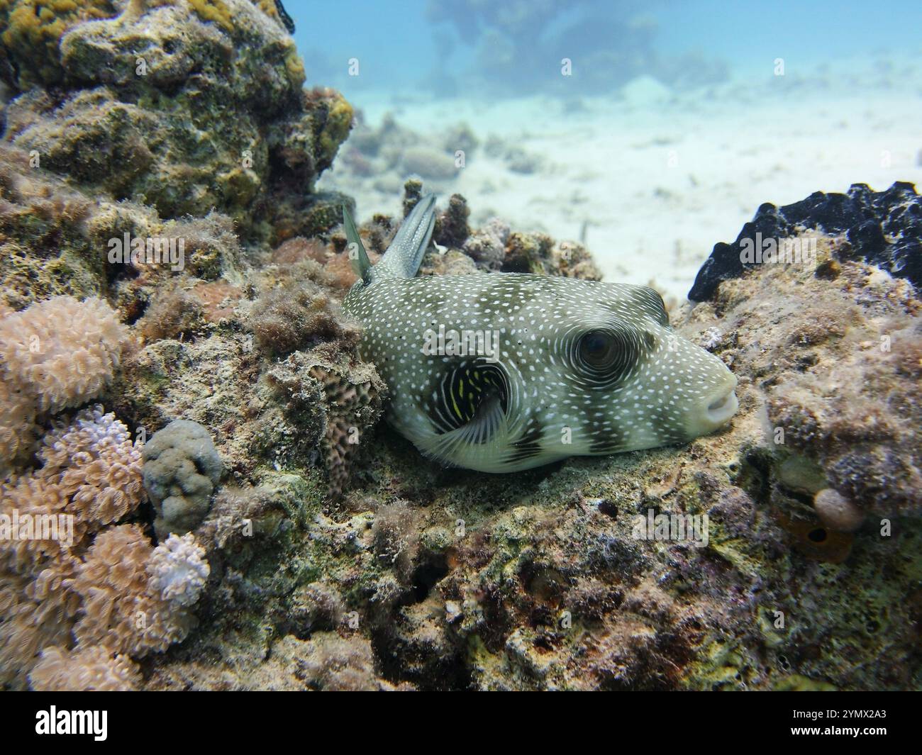 Pufferfish, Tetraodontidae Deep Sea Exploration 2025 Stock Photo - Alamy