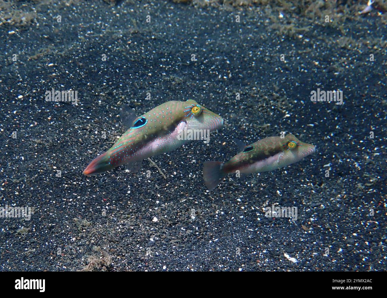 Pufferfish, Tetraodontidae Deep Sea Exploration 2025 Stock Photo - Alamy