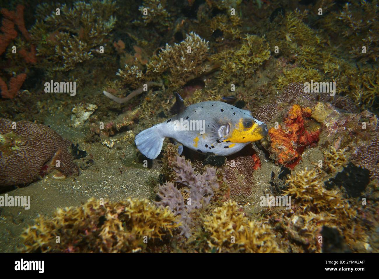 Pufferfish, Tetraodontidae Deep Sea Exploration 2025 Stock Photo - Alamy