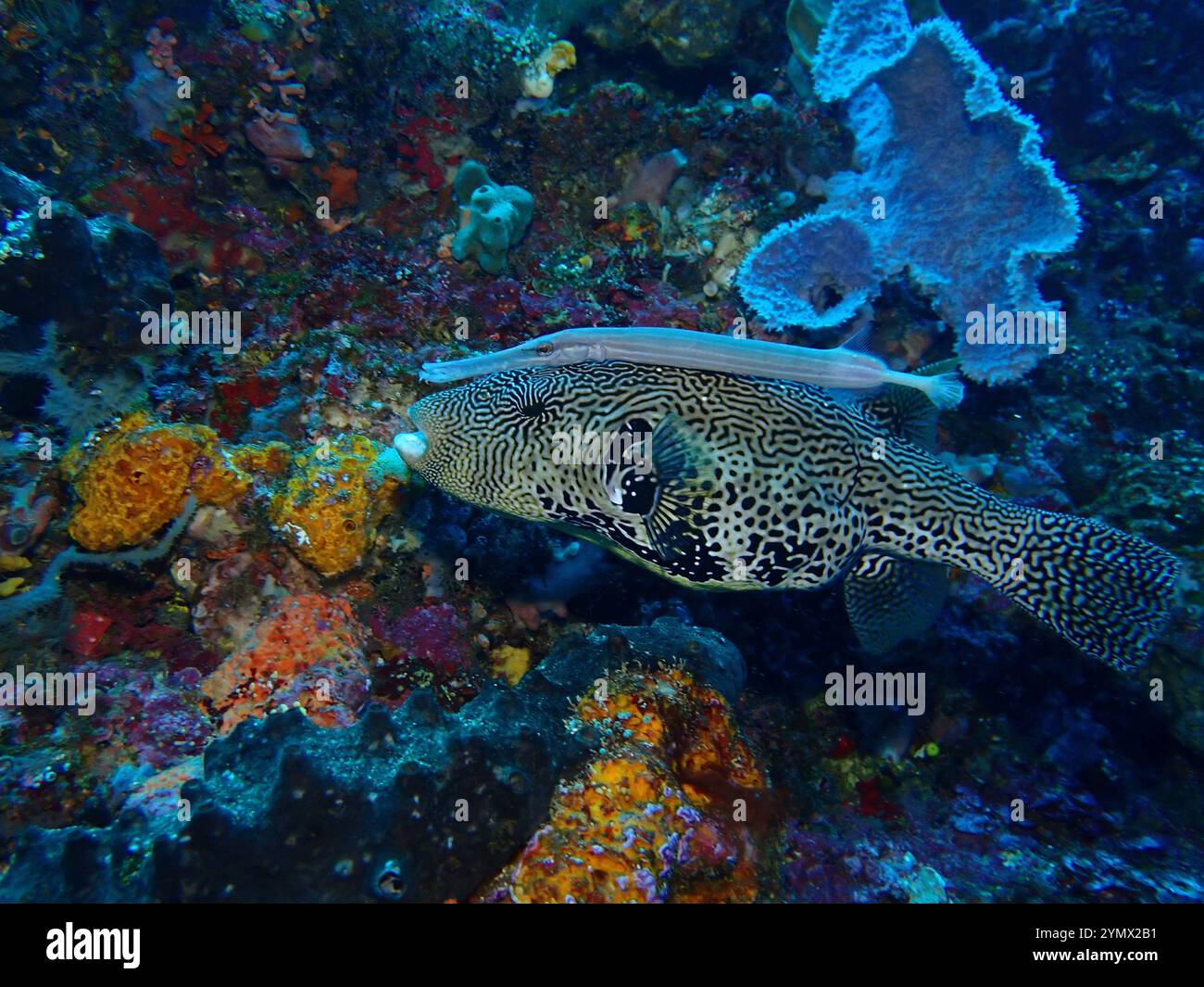 Pufferfish, Tetraodontidae Deep Sea Exploration 2025 Stock Photo - Alamy