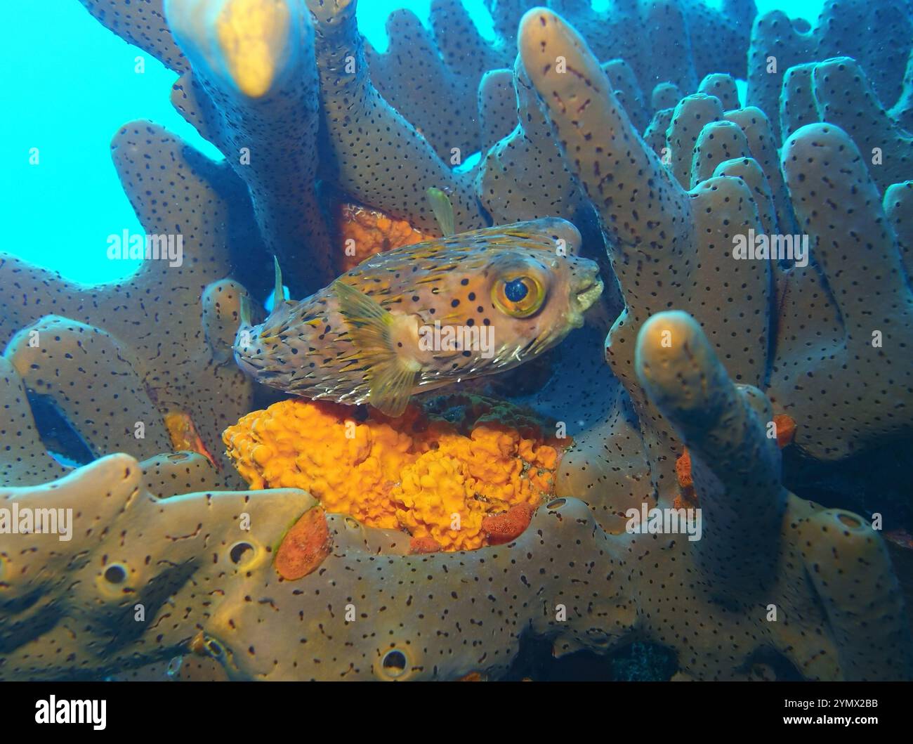 Pufferfish, Tetraodontidae Deep Sea Exploration 2025 Stock Photo - Alamy