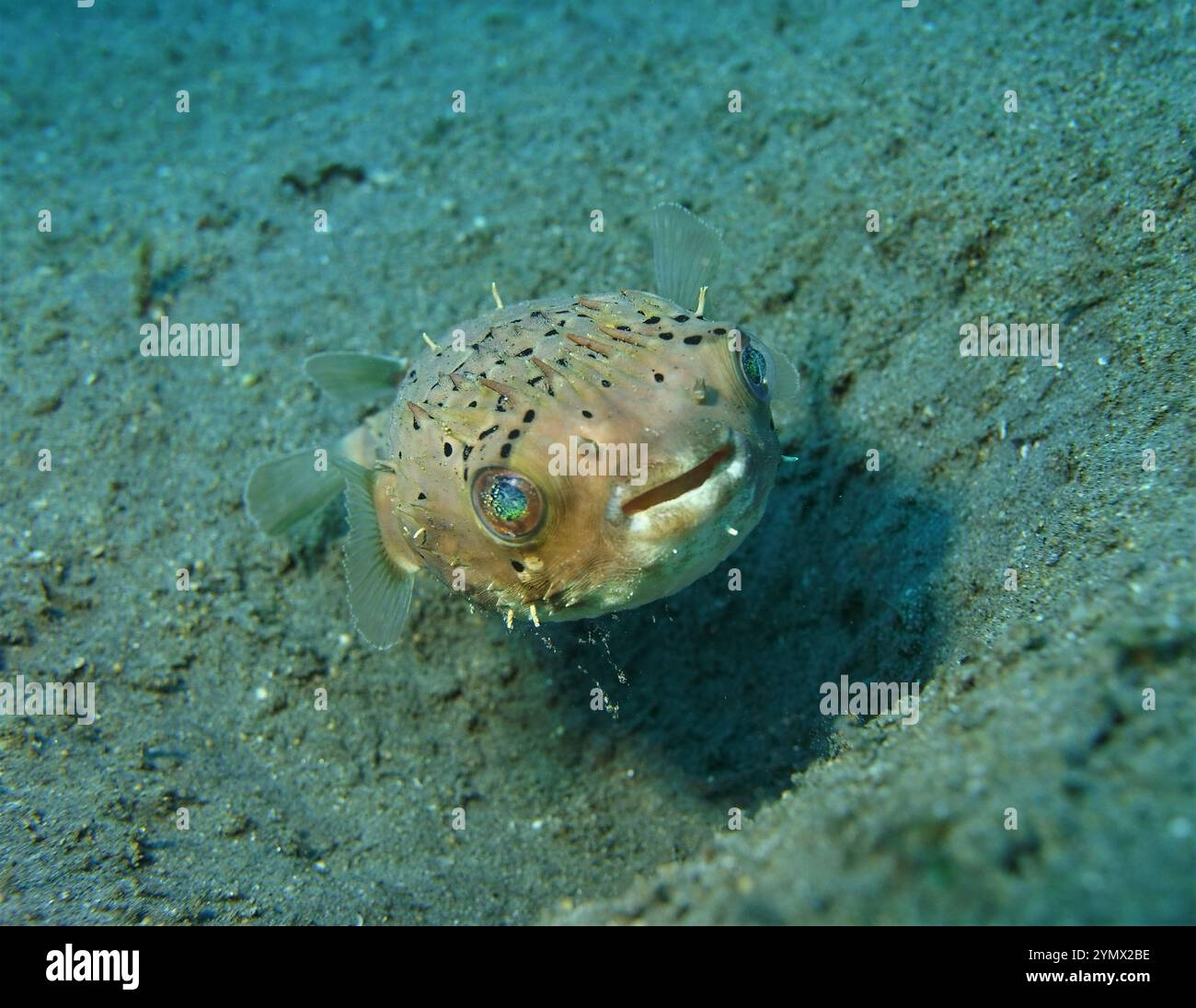 Pufferfish, Tetraodontidae Deep Sea Exploration 2025 Stock Photo - Alamy