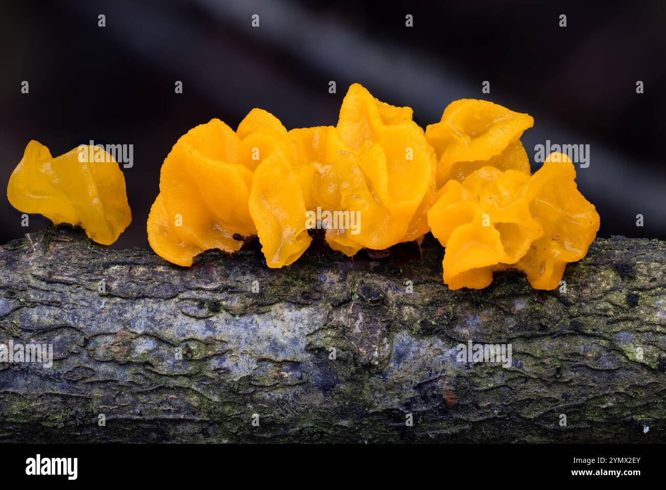 Witches butter hi-res stock photography and images - Alamy