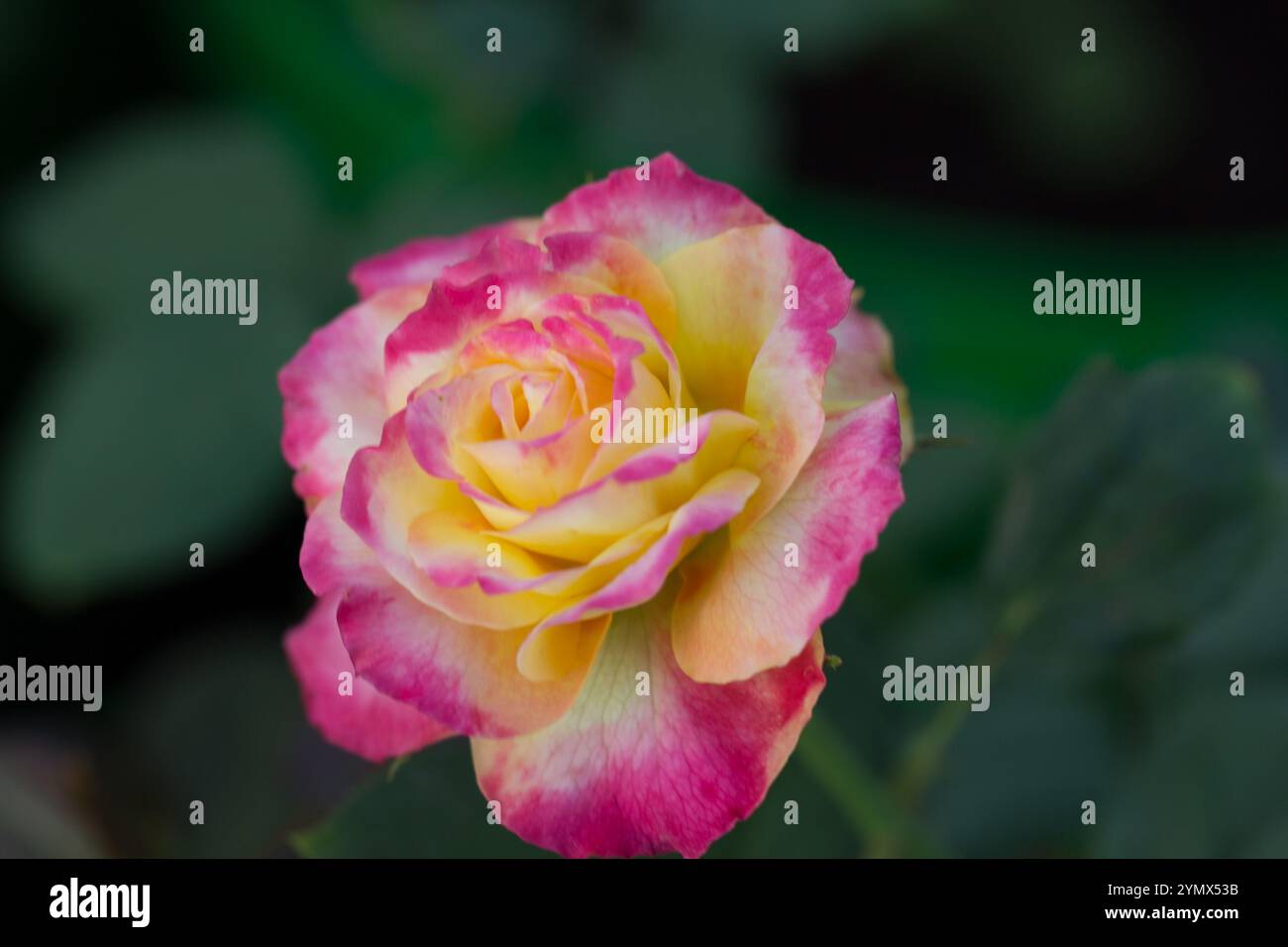 Flower,ROSE ,TULIP , Adenium Stock Photo - Alamy