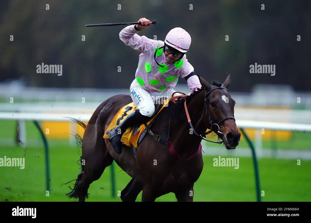 Royale pagaille horse hi-res stock photography and images - Alamy